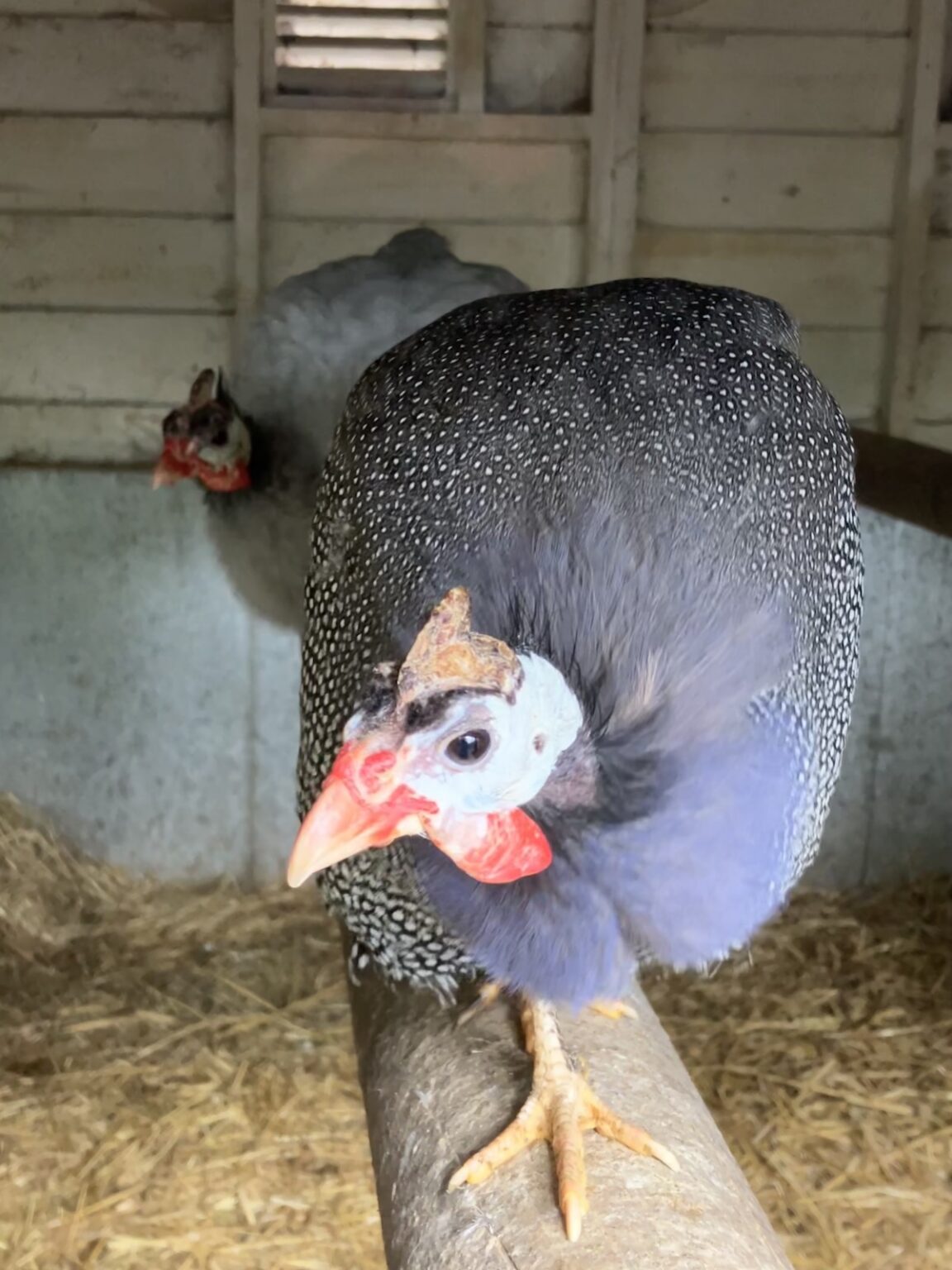 Keeping Guinea Fowl with Chickens - Backyard Poultry